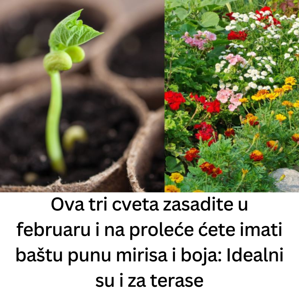 Ova tri cveta zasadite u februaru i na proleće ćete imati baštu punu ...