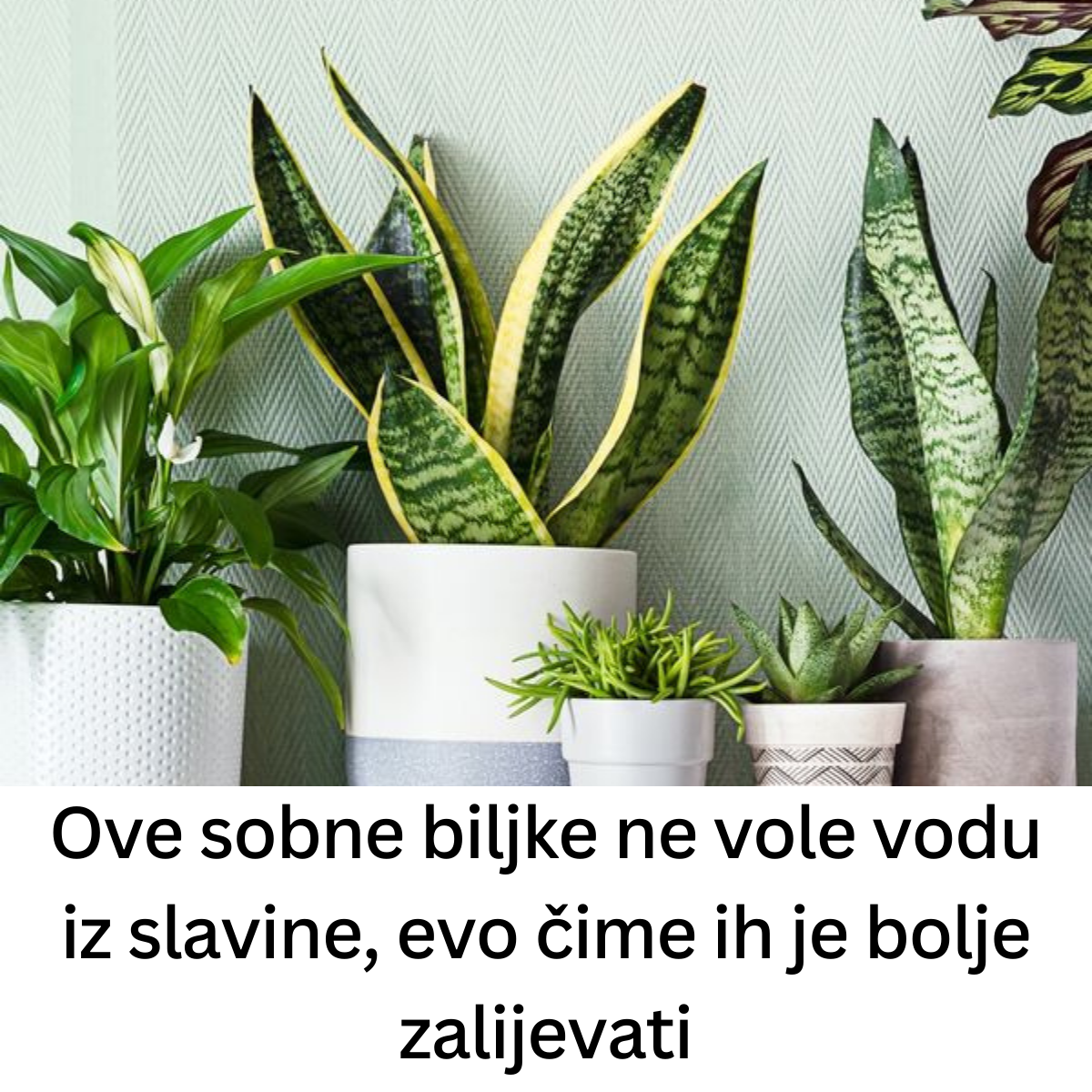 Ove sobne biljke ne vole vodu iz slavine, evo čime ih je bolje ...